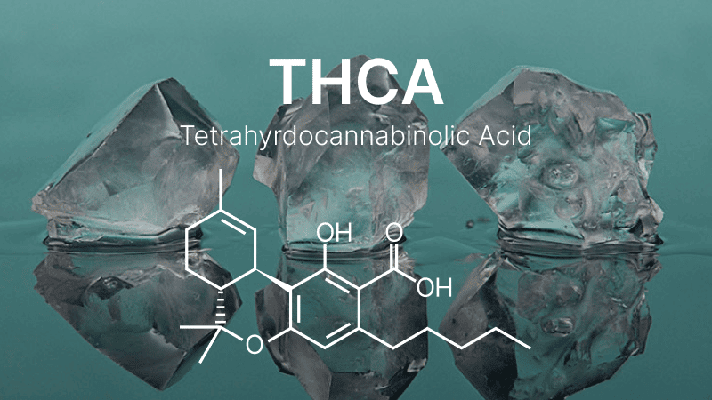 What Is THCA and What Are Its Benefits? - Silver Owl
